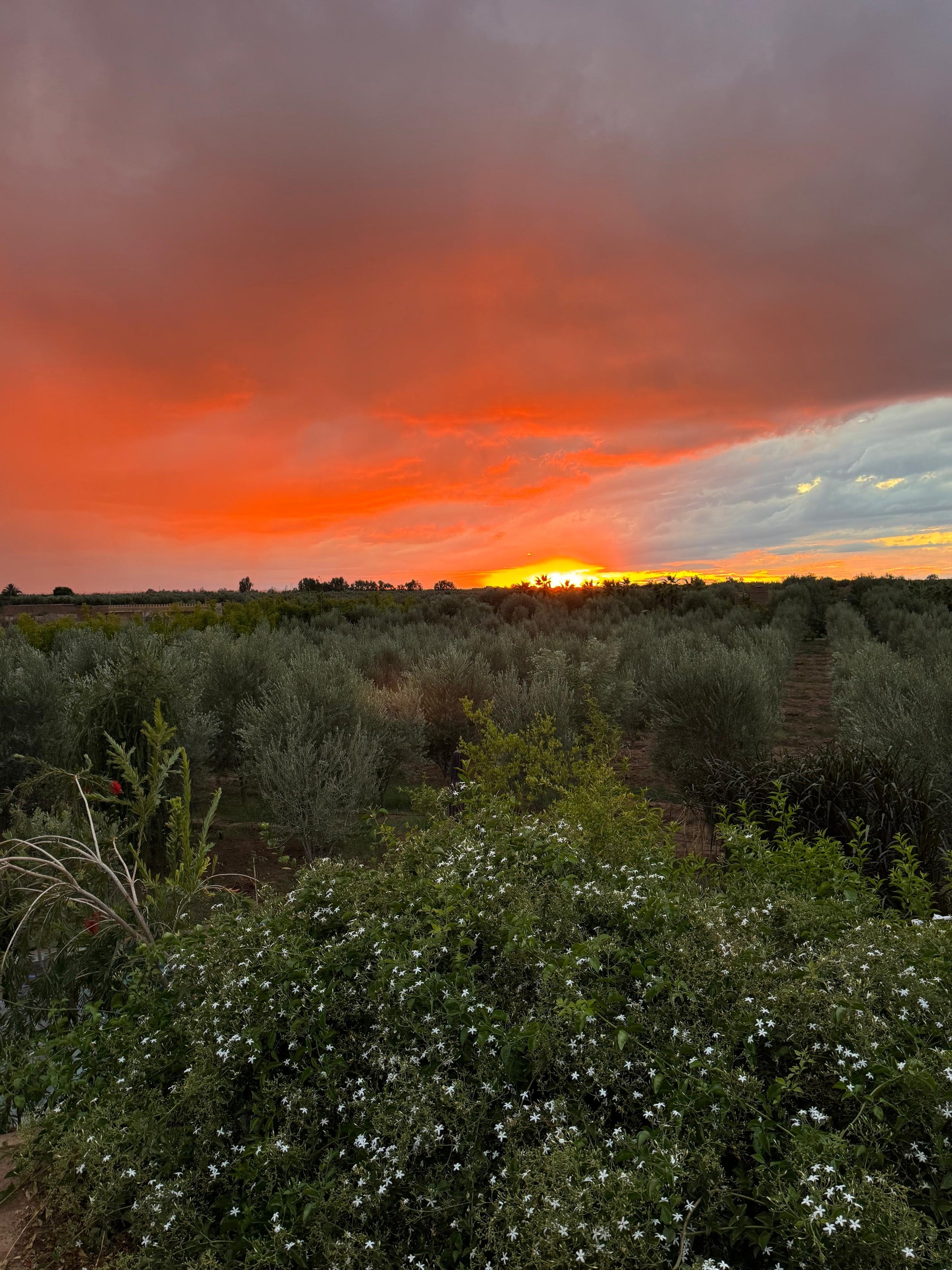 The Moroccan Botanist